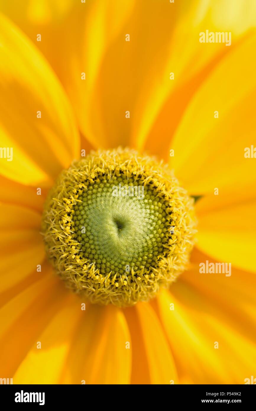 Macro details of yellow Margarete Daisy flowers in summer garden Stock ...