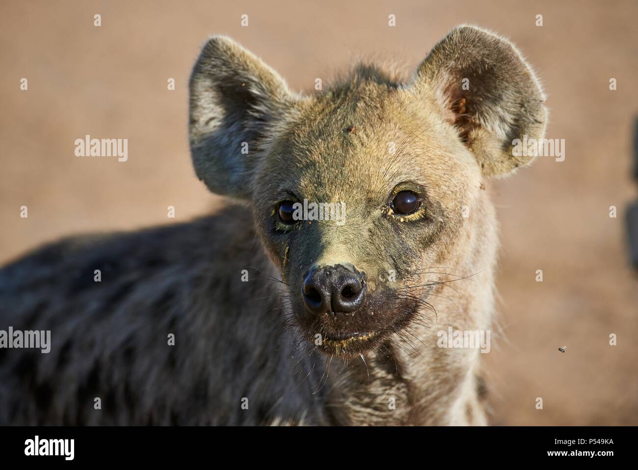Parque nacional kalahari hi-res stock photography and images - Alamy
