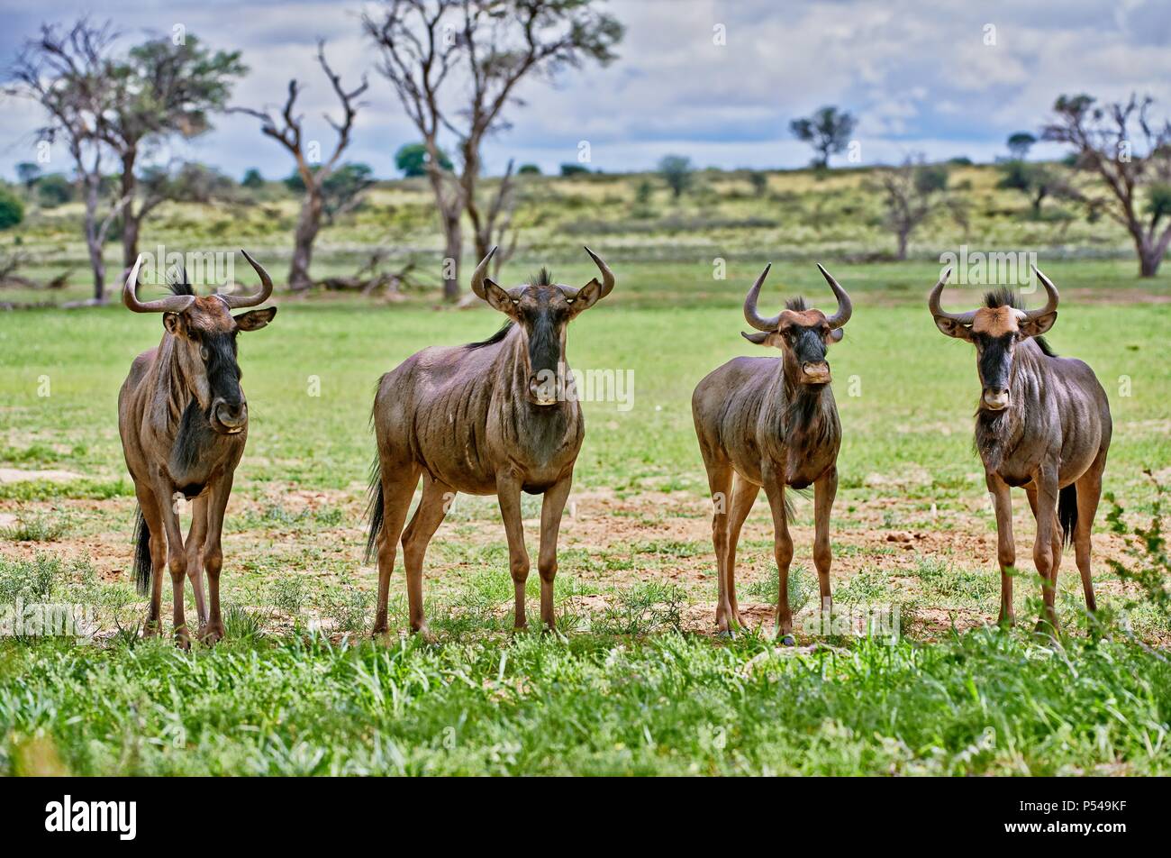 4 wildebeest hi-res stock photography and images - Alamy
