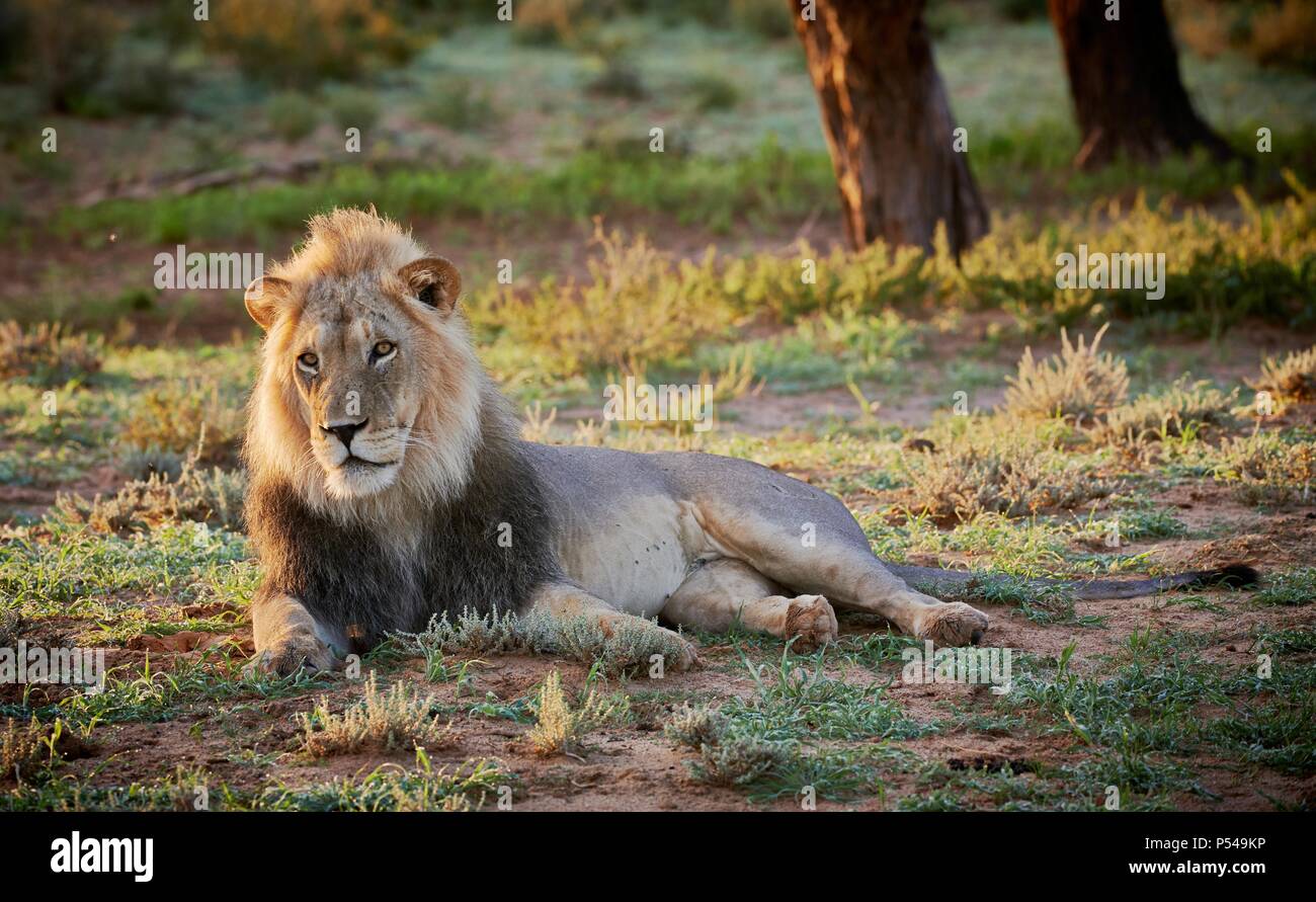 Parque nacional kalahari hi-res stock photography and images - Alamy
