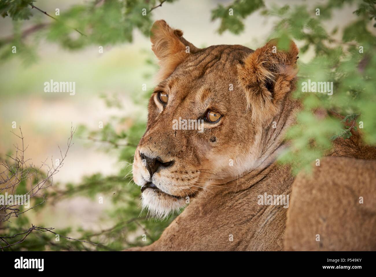 Parque nacional kalahari hi-res stock photography and images - Alamy