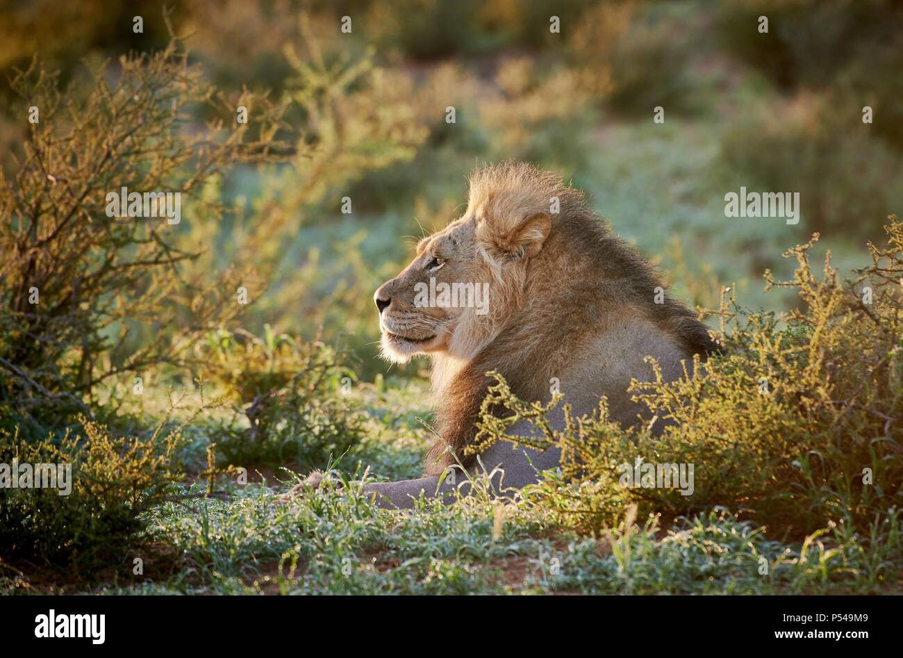 Parque nacional kalahari hi-res stock photography and images - Alamy