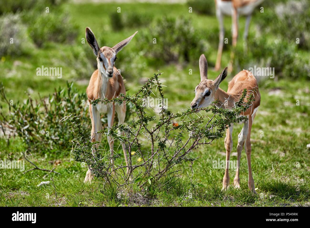 Food south africa springbok hi-res stock photography and images - Alamy