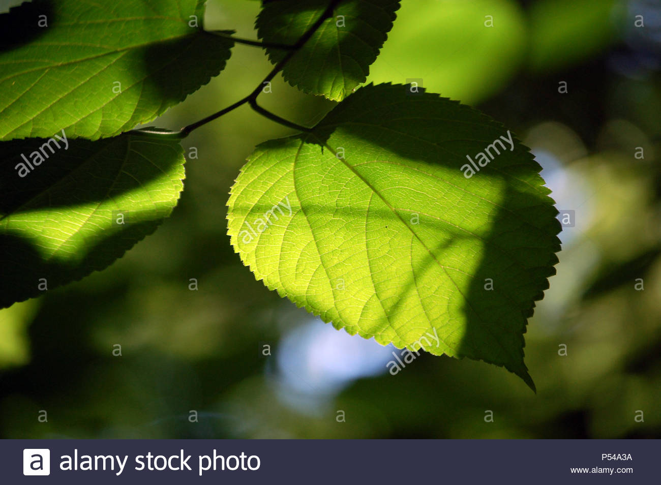 Zoomed In Leaf Stock Photos & Zoomed In Leaf Stock Images - Alamy