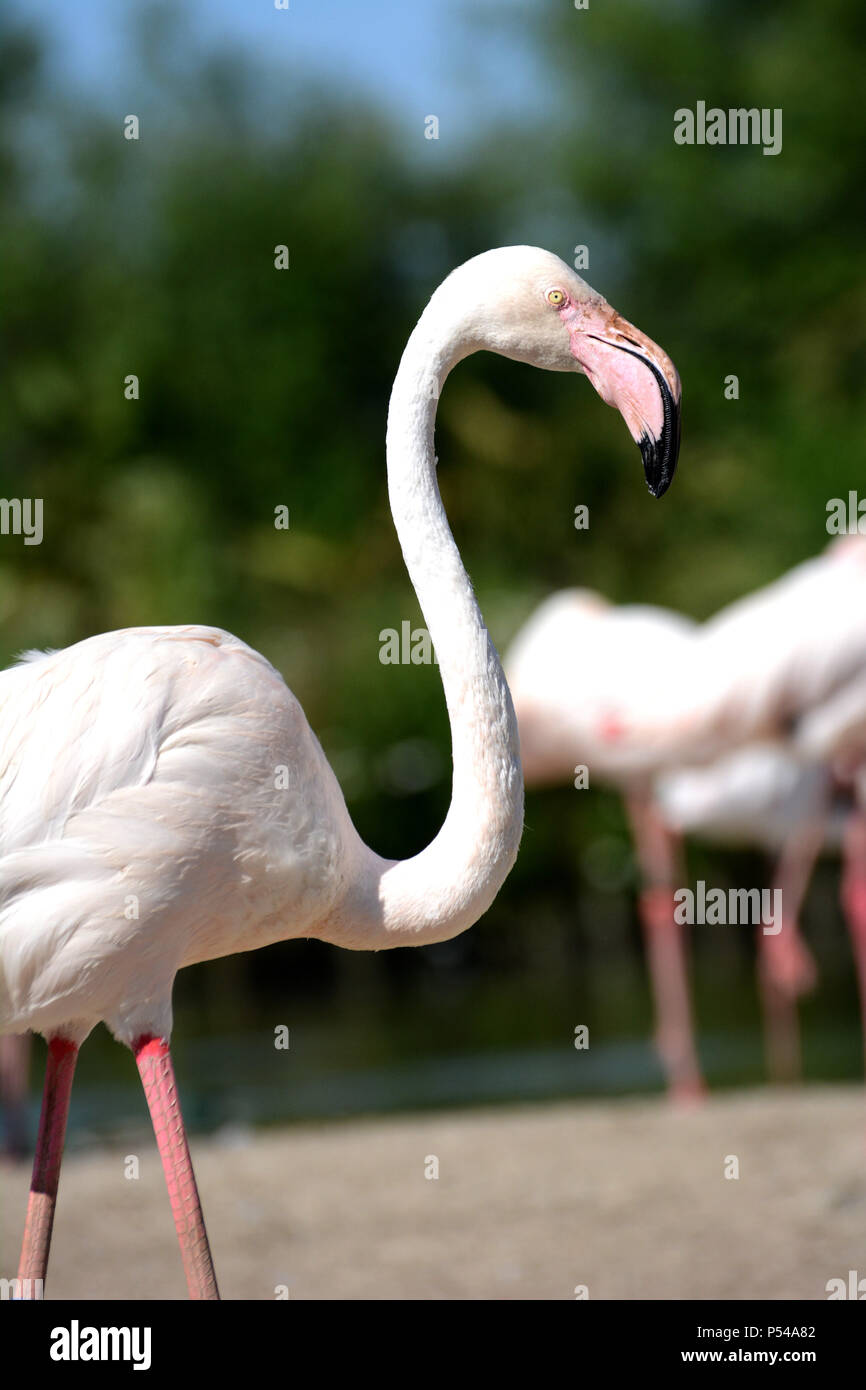 Flamingo walking hi-res stock photography and images - Alamy