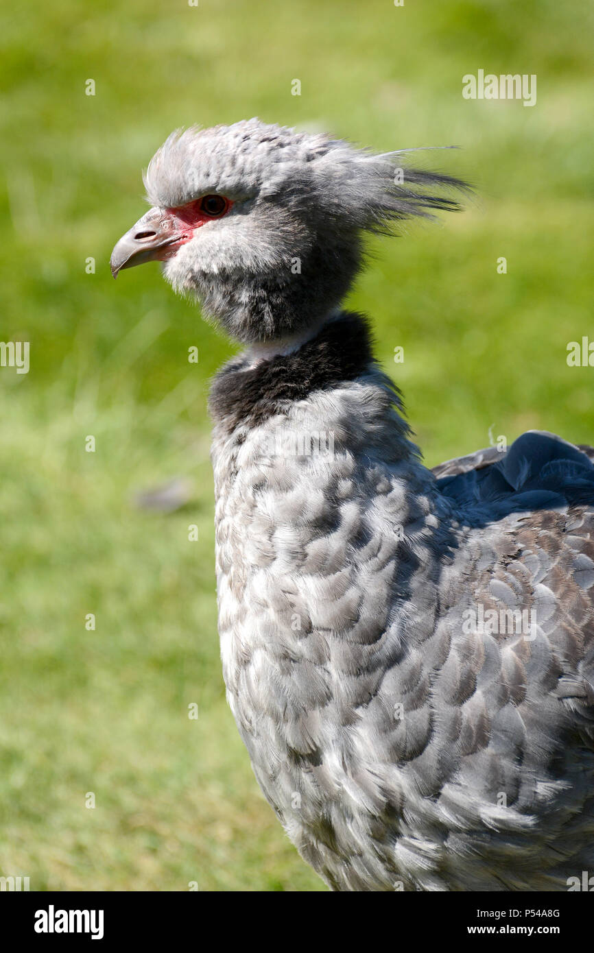 Crested screamer head shot hi-res stock photography and images - Alamy