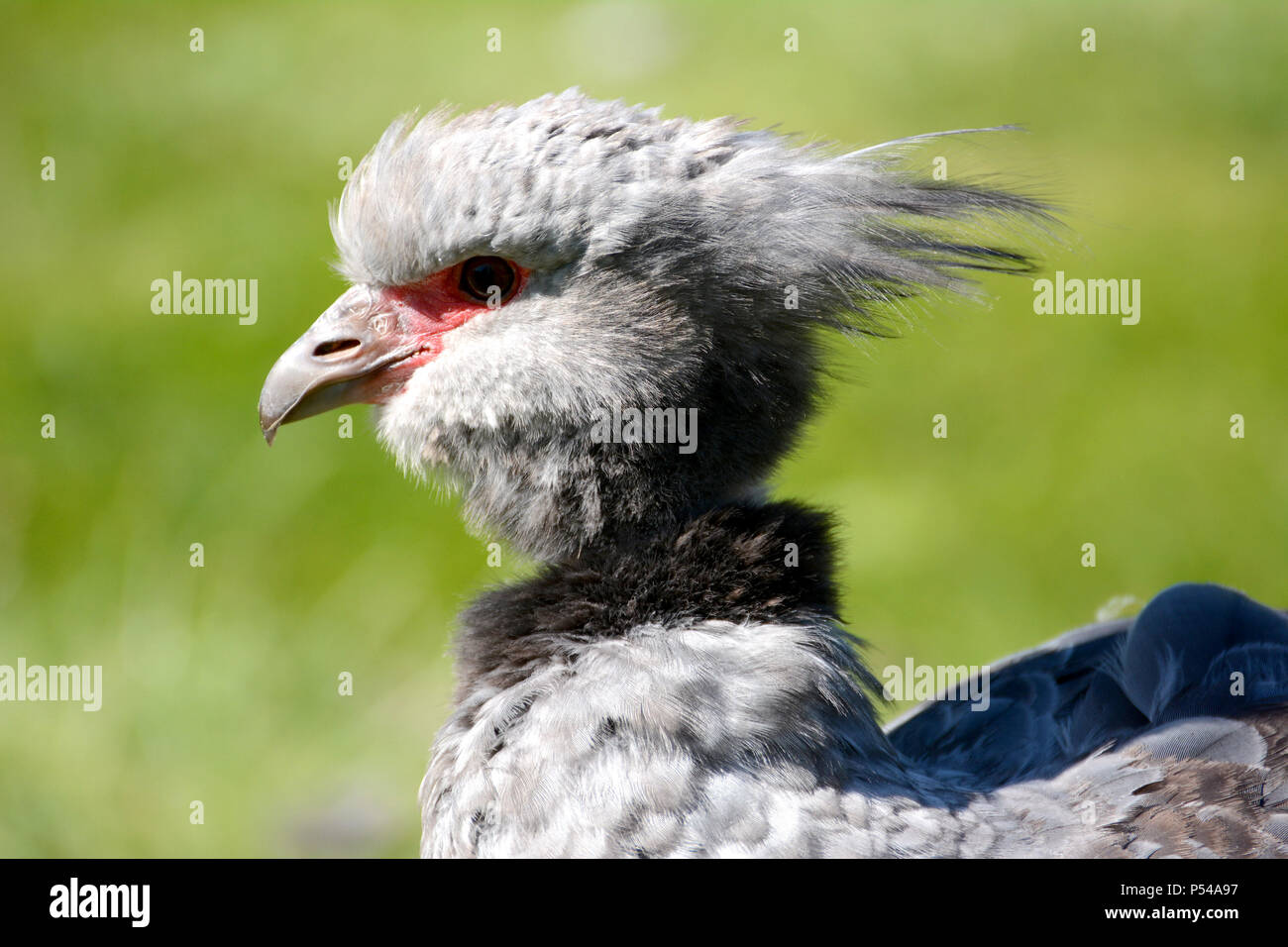 Crested screamer hi-res stock photography and images - Alamy