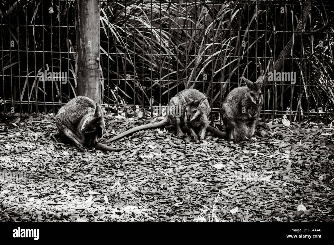 Kangaroo enclosure hi-res stock photography and images - Alamy