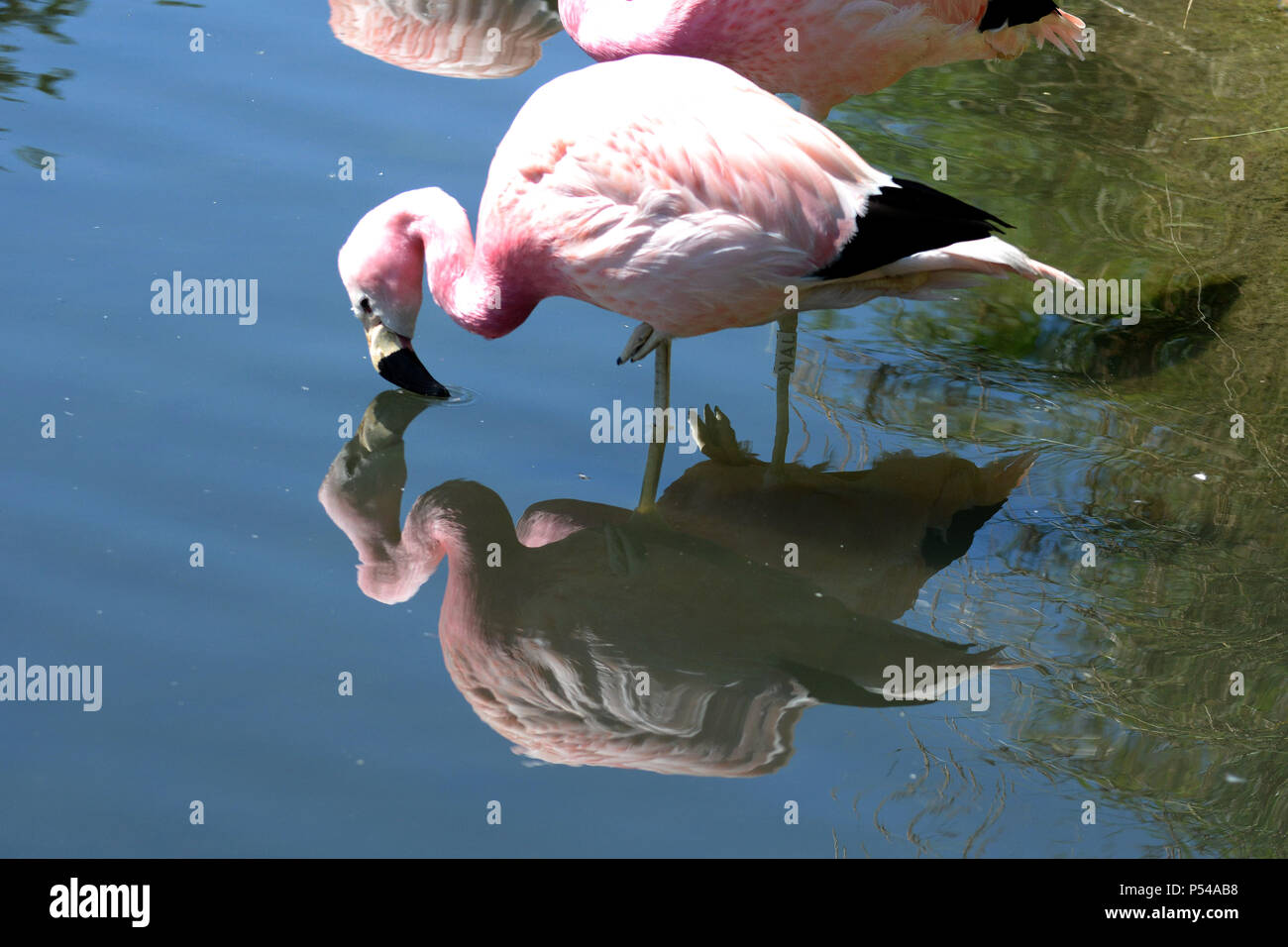 Flamingo water hi-res stock photography and images - Alamy