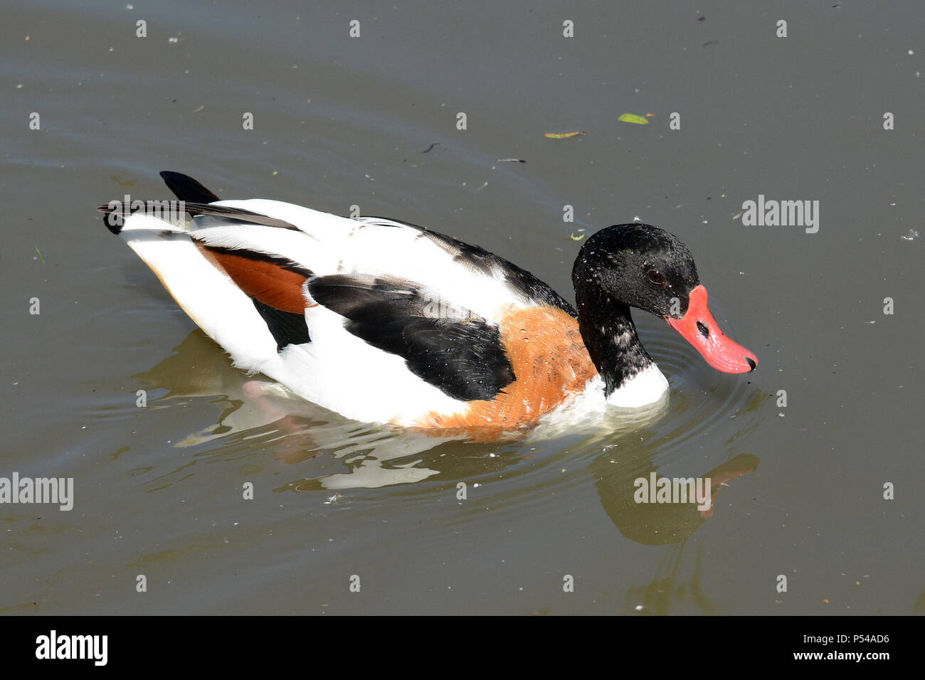 Beak duck like hi-res stock photography and images - Alamy