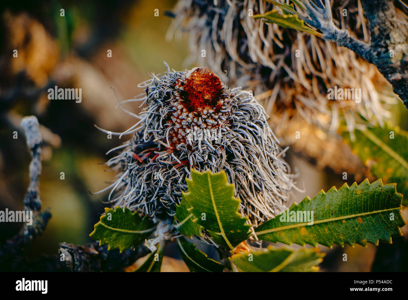 Giant seed pod in the outback, Blue Mountains. NSW, Australia Stock ...