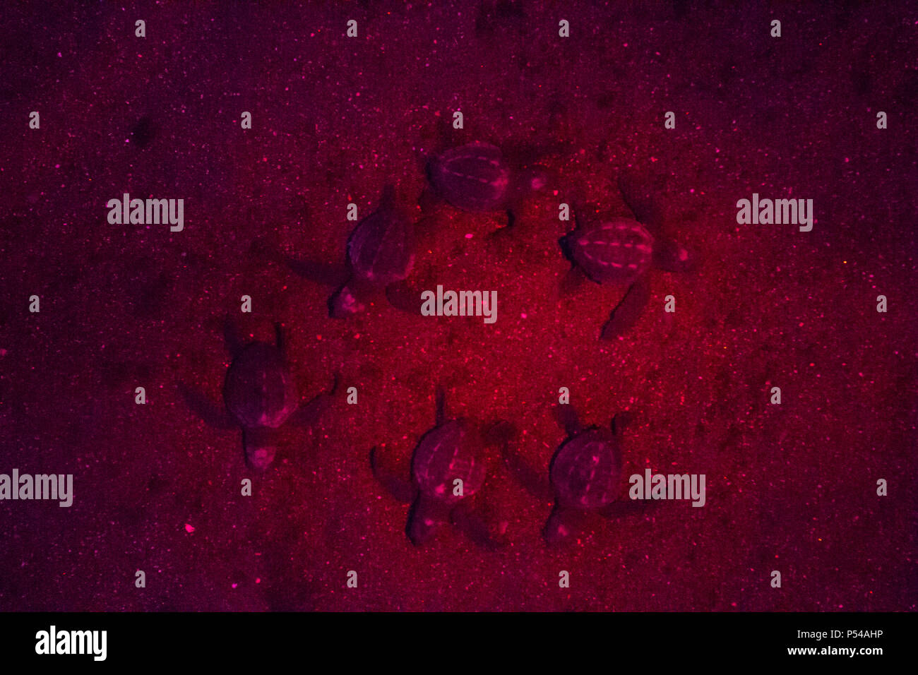 Olive ridley sea turtle (Lepidochelys olivacea) hatchlings emerging at ...