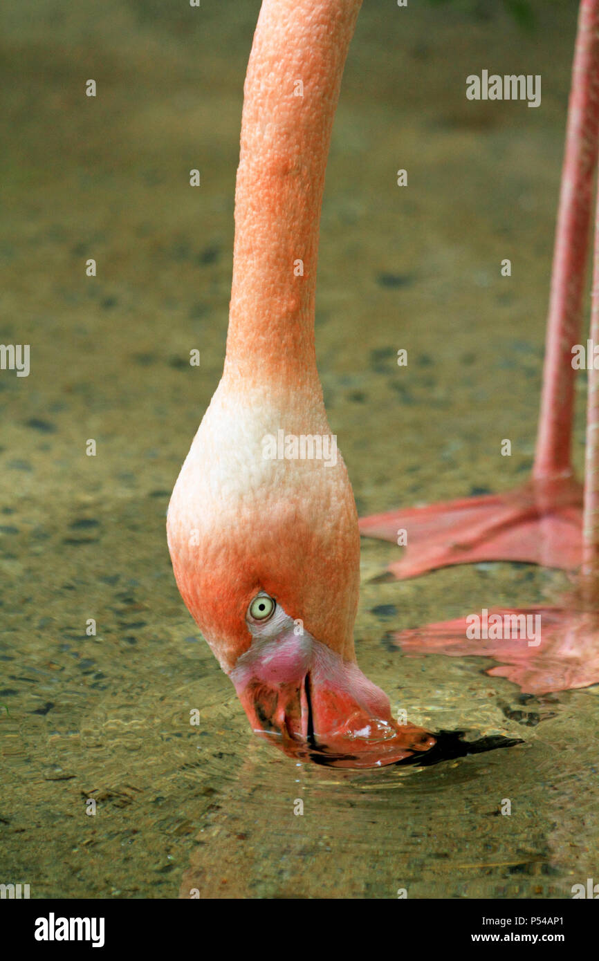 Pink Flamingos Drinking Water High Resolution Stock Photography and ...