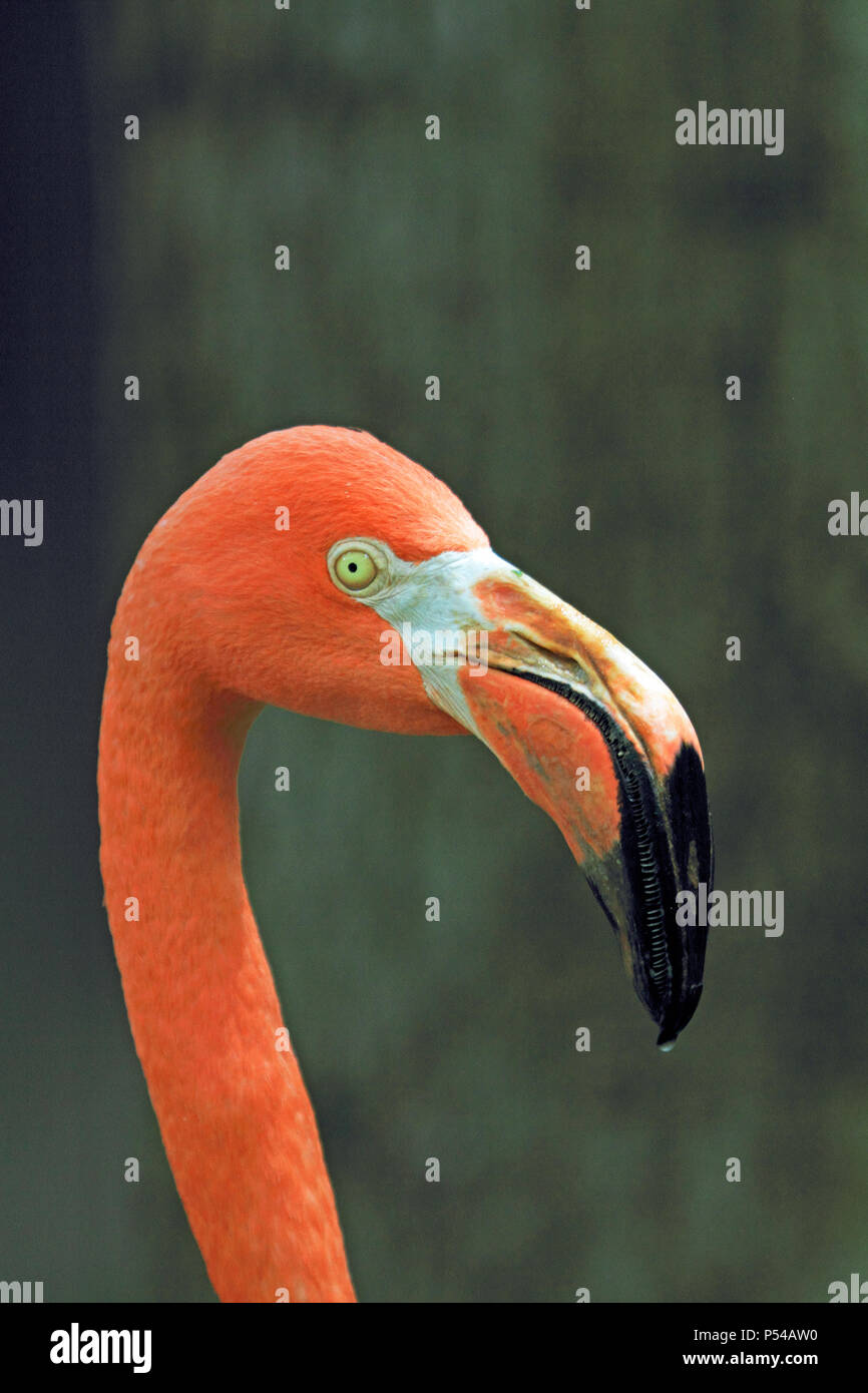 Preening caribbean flamingos hi-res stock photography and images - Alamy