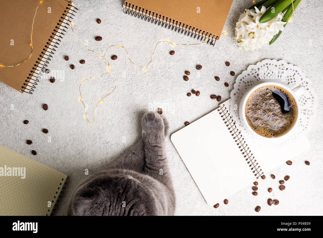 Flat lay feminine background with cat, coffee cup, notebooks and flower ...