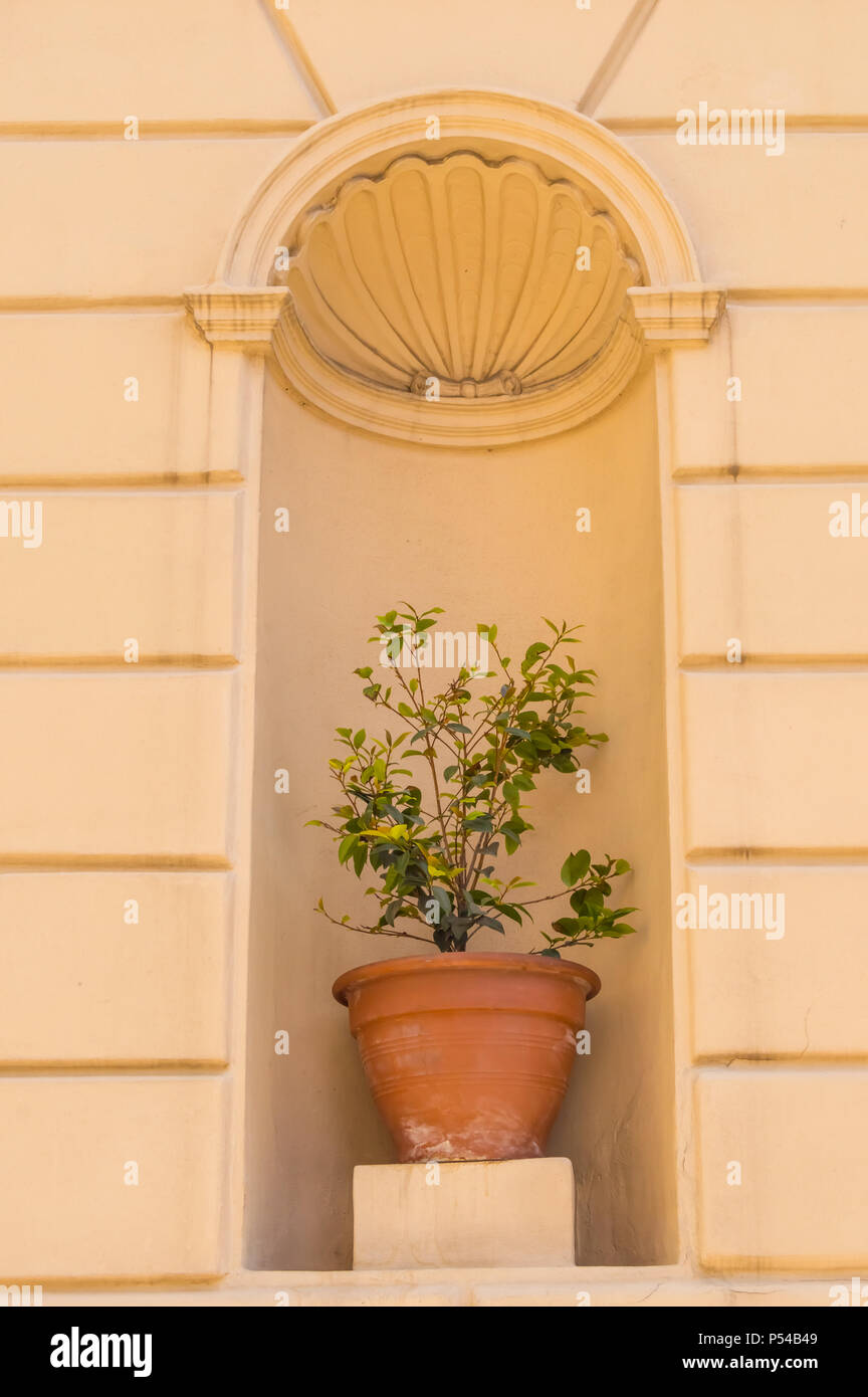 Pot with an olive tree in a niche with an arch on a facade of Mistreta ...