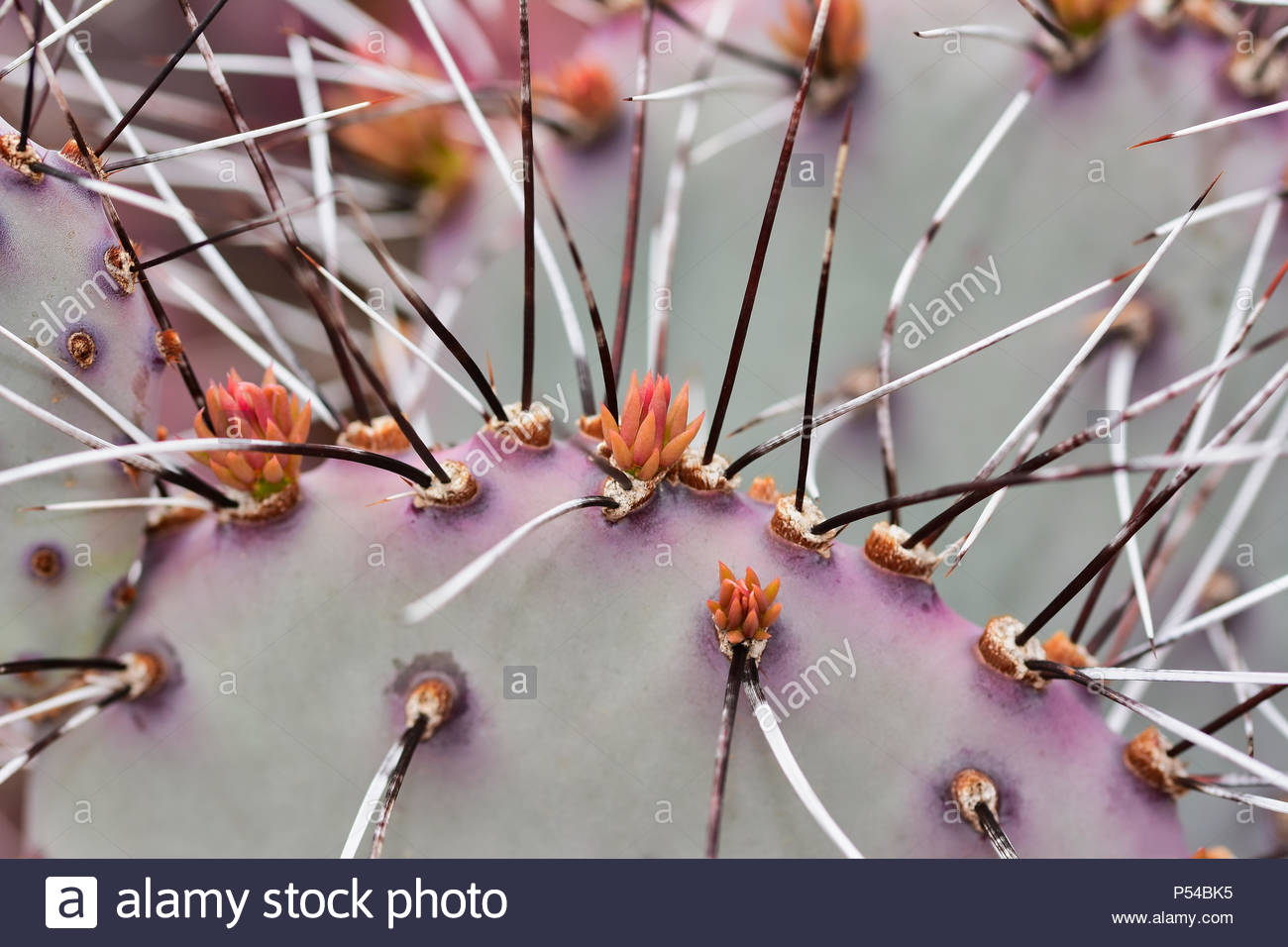 Prickly Pear Cactus Arizona Stock Photos Prickly Pear Cactus Arizona