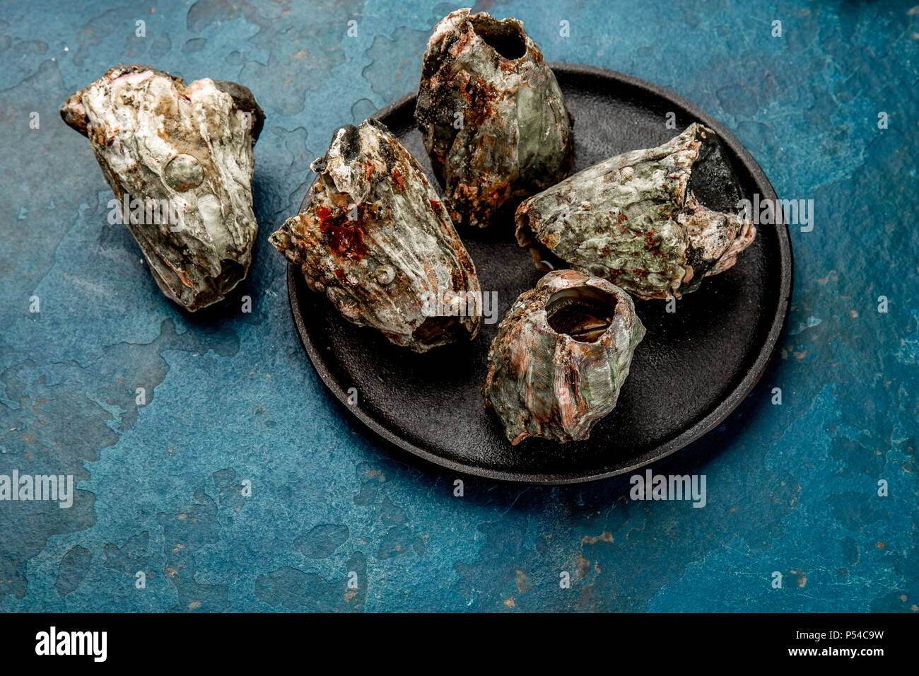 Pyura Chilensis Babies