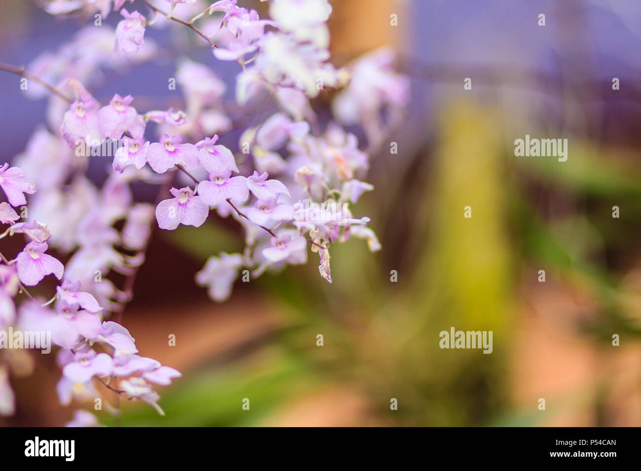 Beautiful Ionopsis orchid, Purple Orchid, or Ionopsis paniculata ...