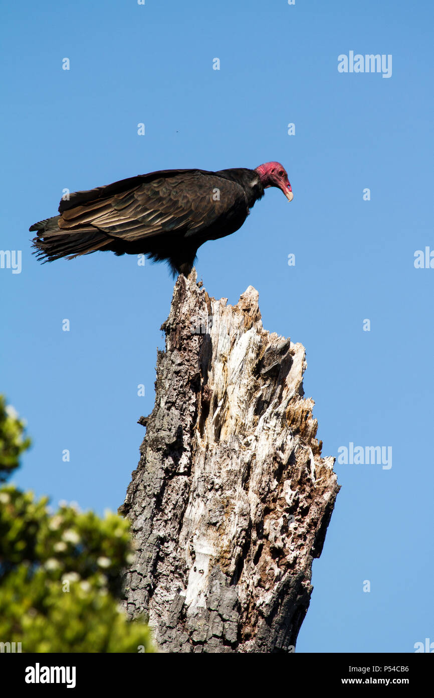 Californian green chile hi-res stock photography and images - Alamy