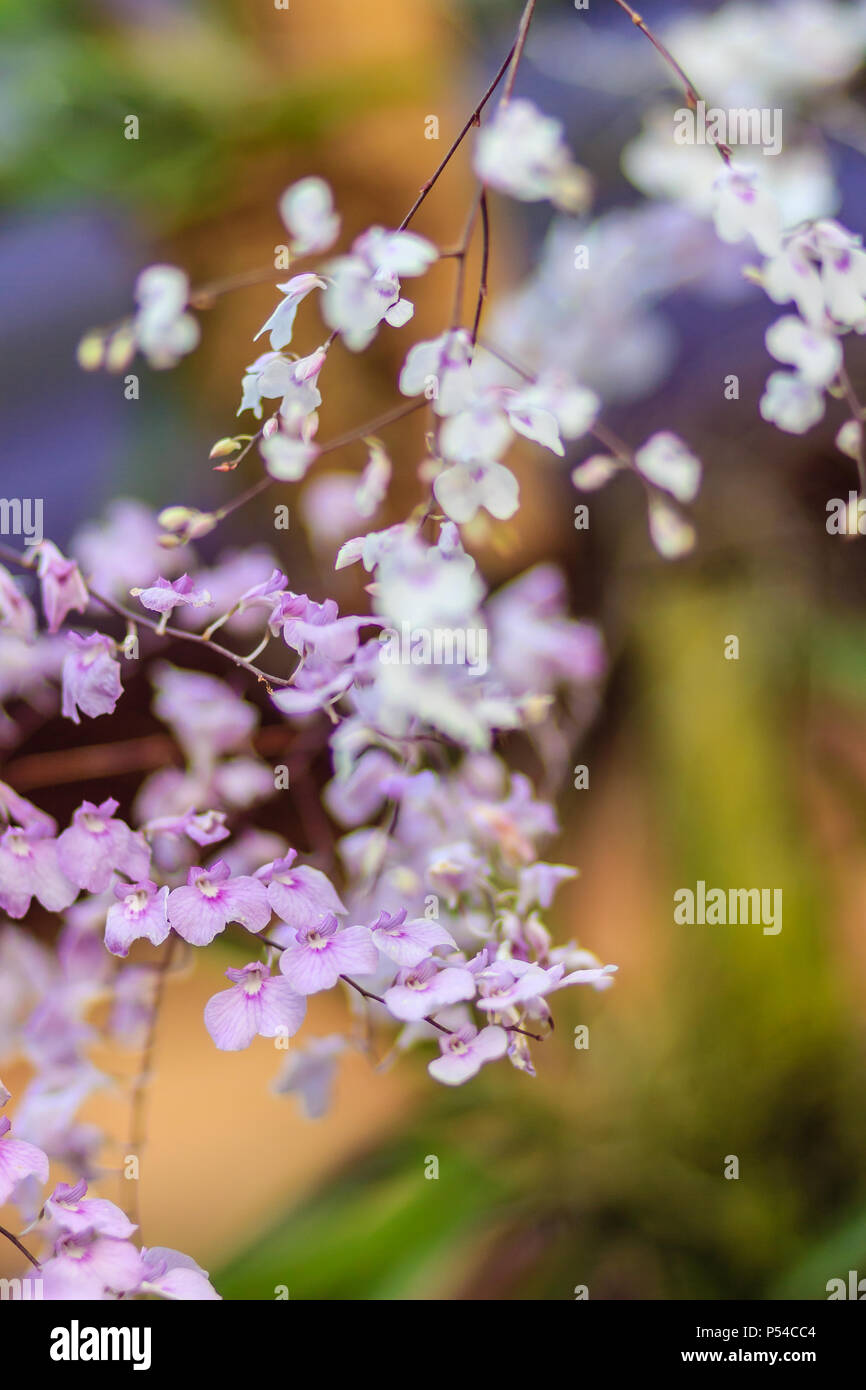 Utricularioides hi-res stock photography and images - Alamy