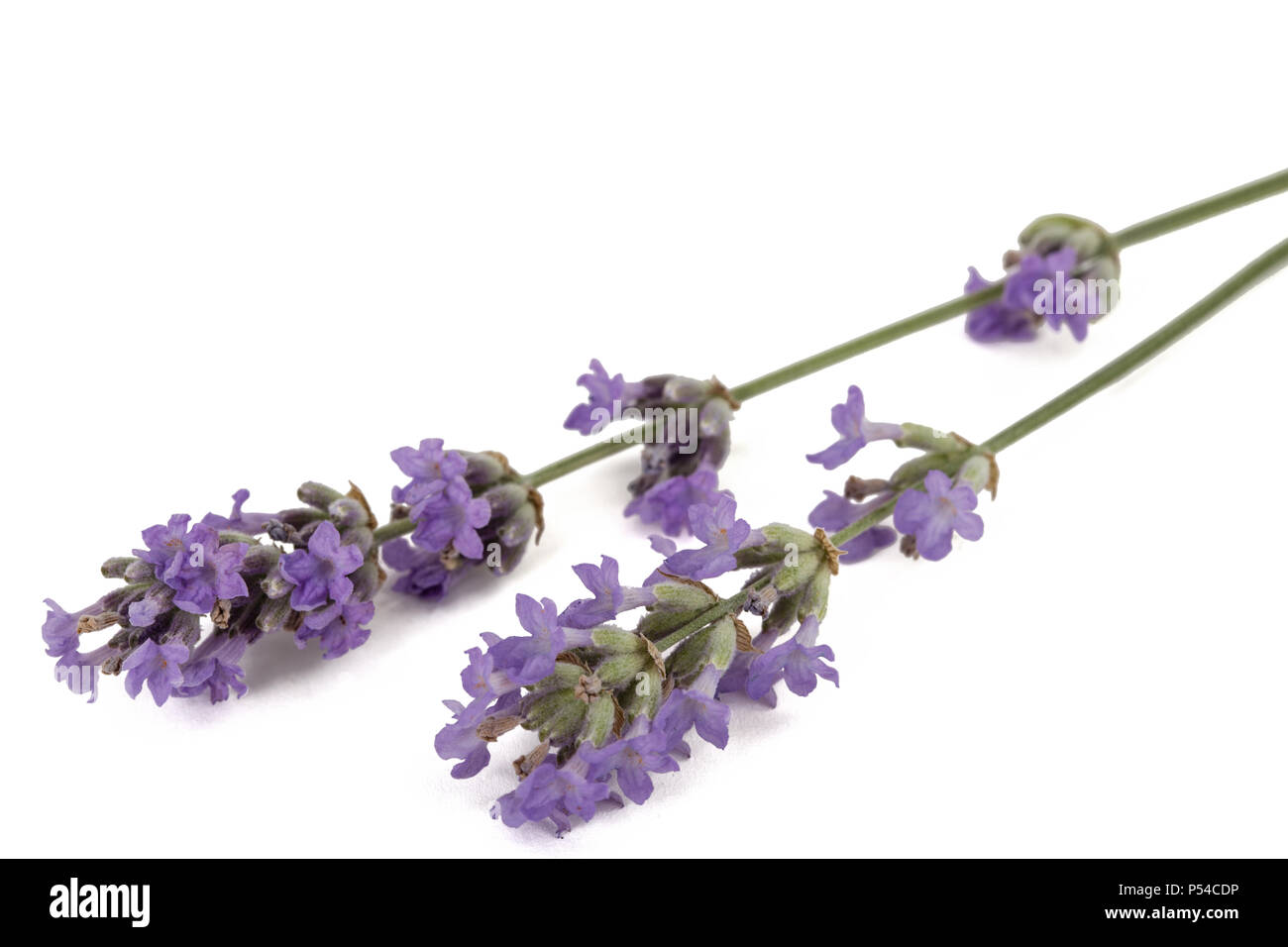 Flowers of violet lavender, isolated on white background Stock Photo ...