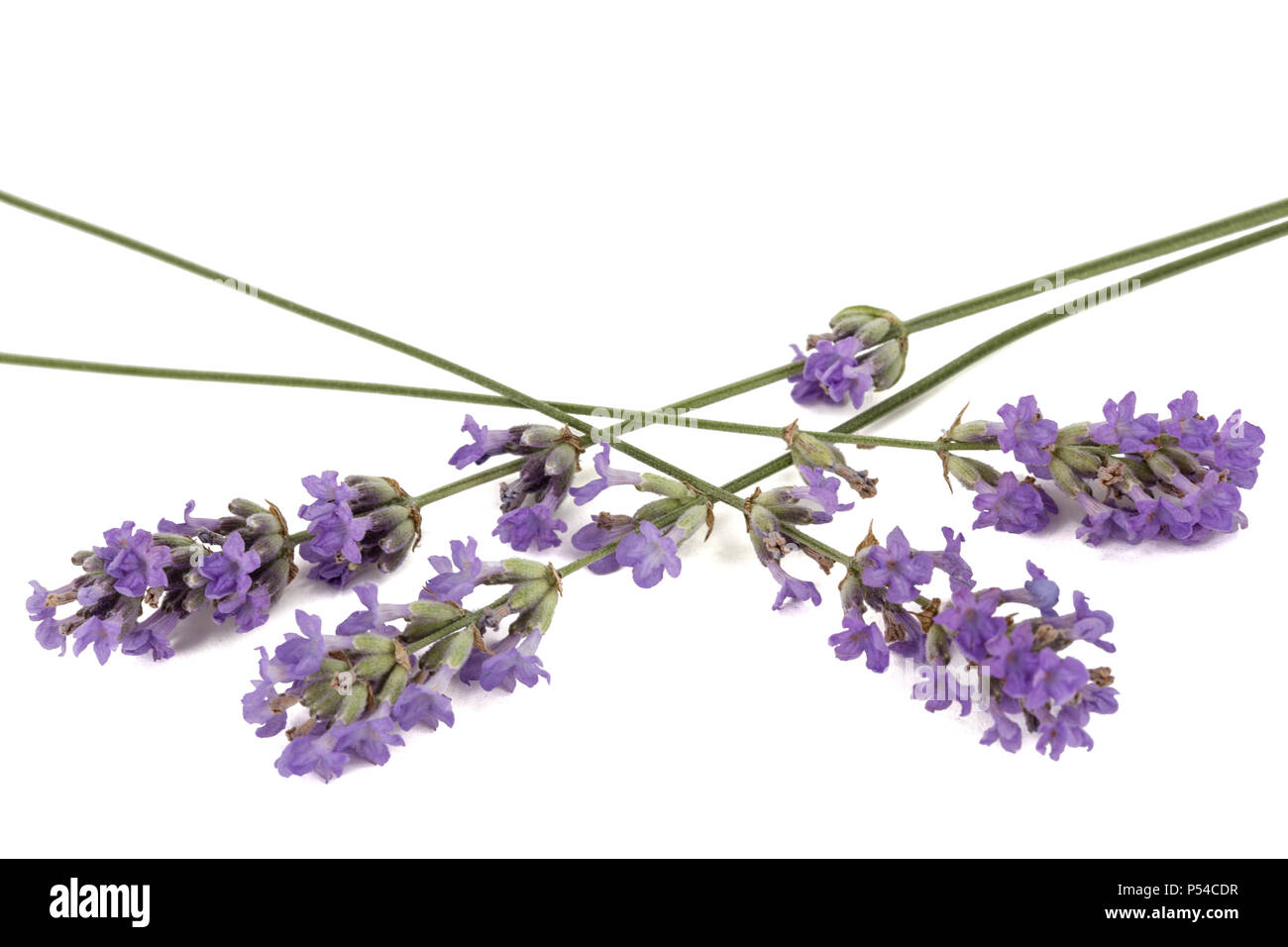 Flowers of violet lavender, isolated on white background Stock Photo ...