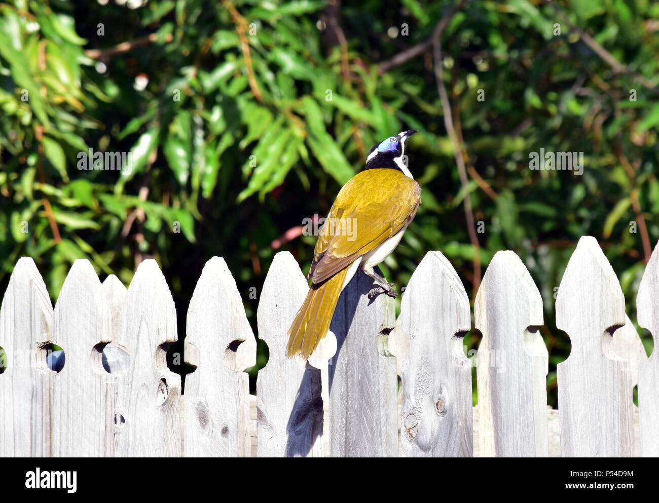 Blue faced birds hi-res stock photography and images - Alamy