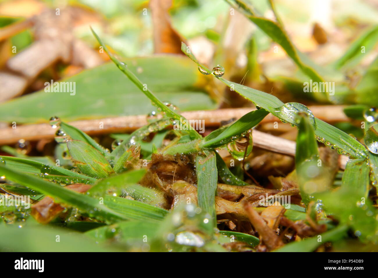Morning dew drops Stock Photo - Alamy