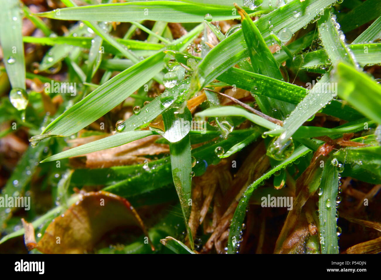 Morning dew drops Stock Photo - Alamy