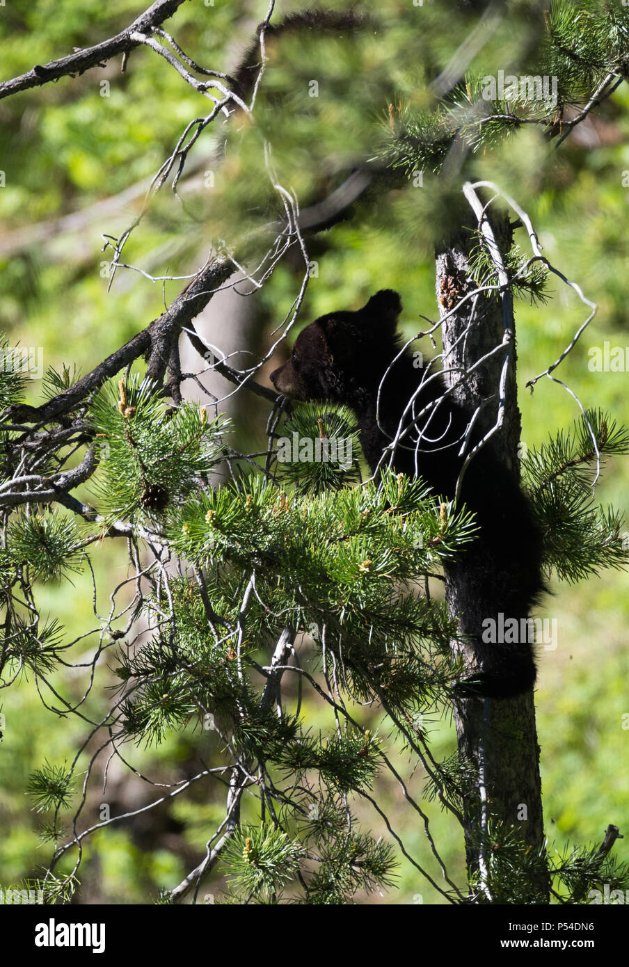 Black bear pine tree hi-res stock photography and images - Alamy