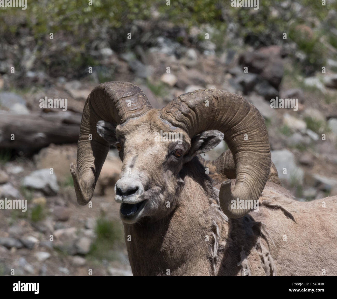 Animal mouth open sheep hi-res stock photography and images - Alamy