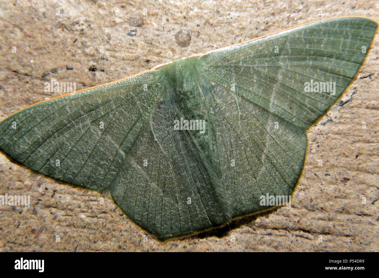 EMERALD MOTH Sphingidae Stock Photo - Alamy