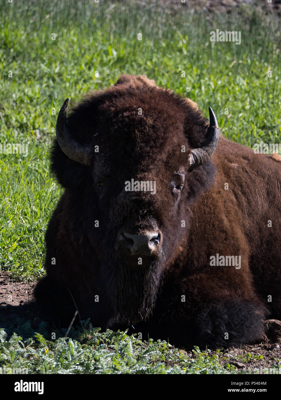 Male American bison resting in grass, facing the camera. His head and ...