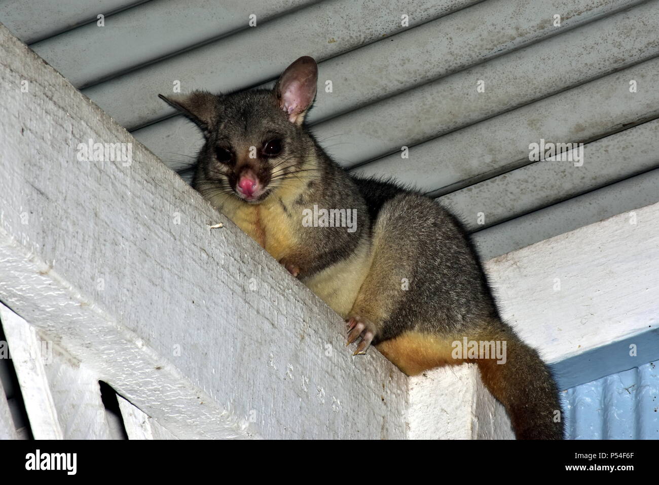 Common brush tail possum, Trichosurus vulpecula Stock Photo - Alamy