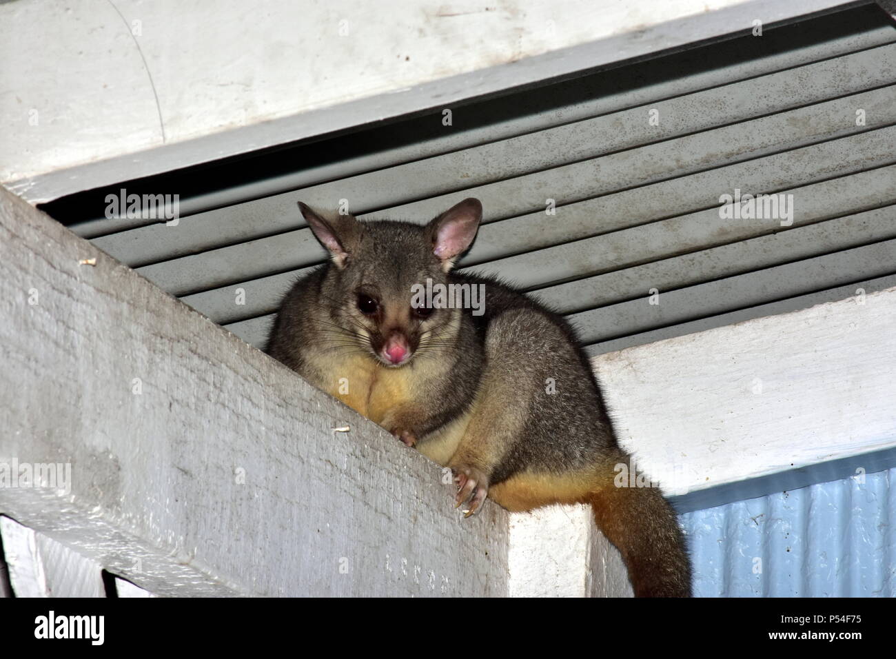 Common brush tail possum, Trichosurus vulpecula Stock Photo - Alamy