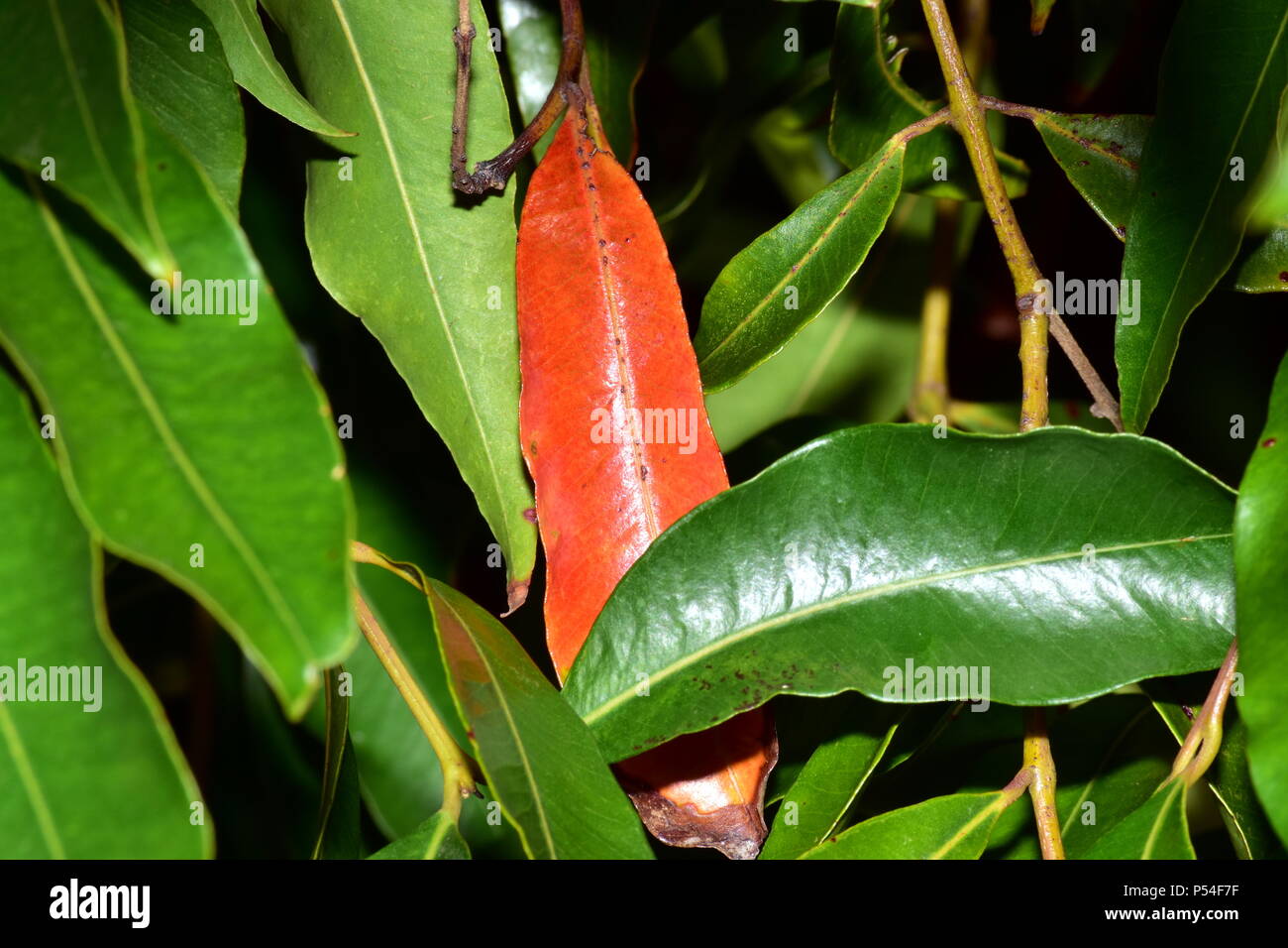 Gum leaves hi-res stock photography and images - Alamy