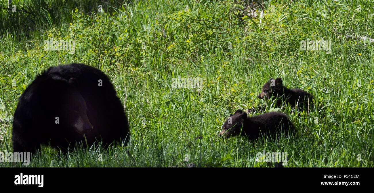 A black bear sow and her two black bear cubs standing in thick grass in ...