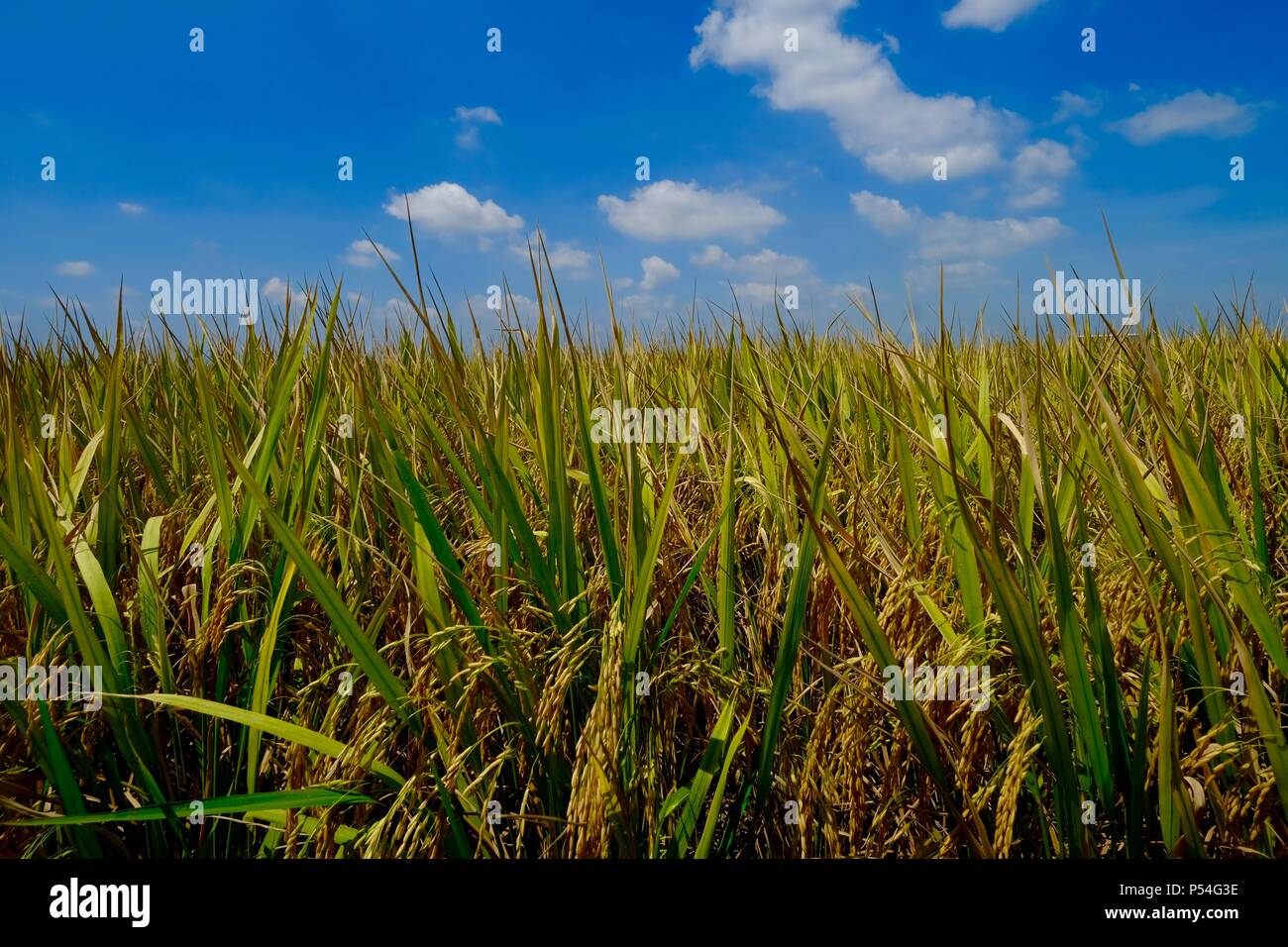 Sekinchan paddy field hi-res stock photography and images - Alamy