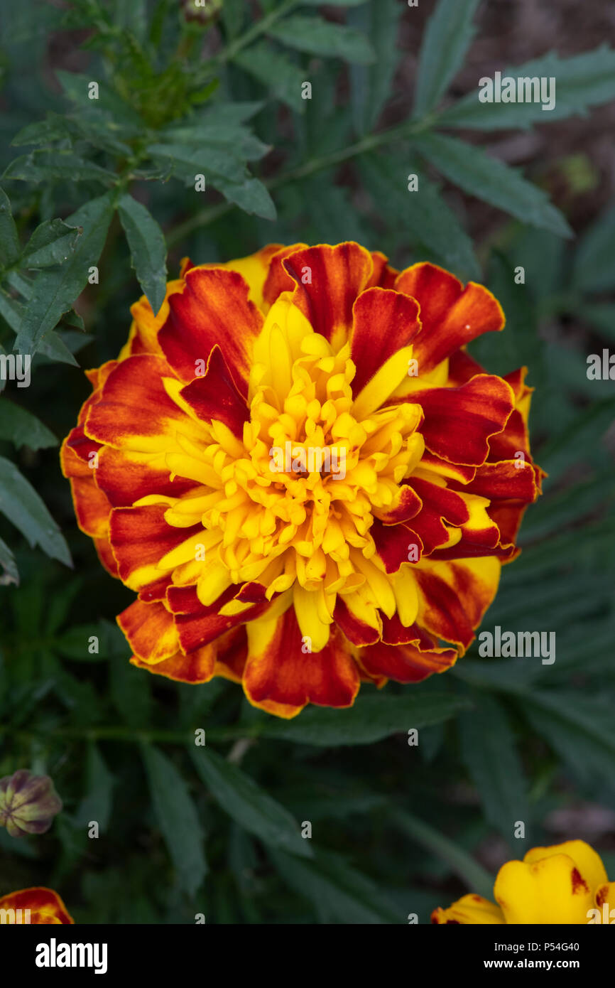 Tagetes patula cresta spry hi-res stock photography and images - Alamy