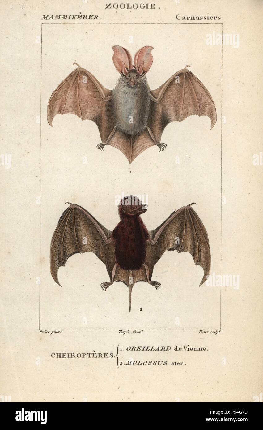 Grey long-eared bat, Plecotus austriacus, and black mastiff bat ...
