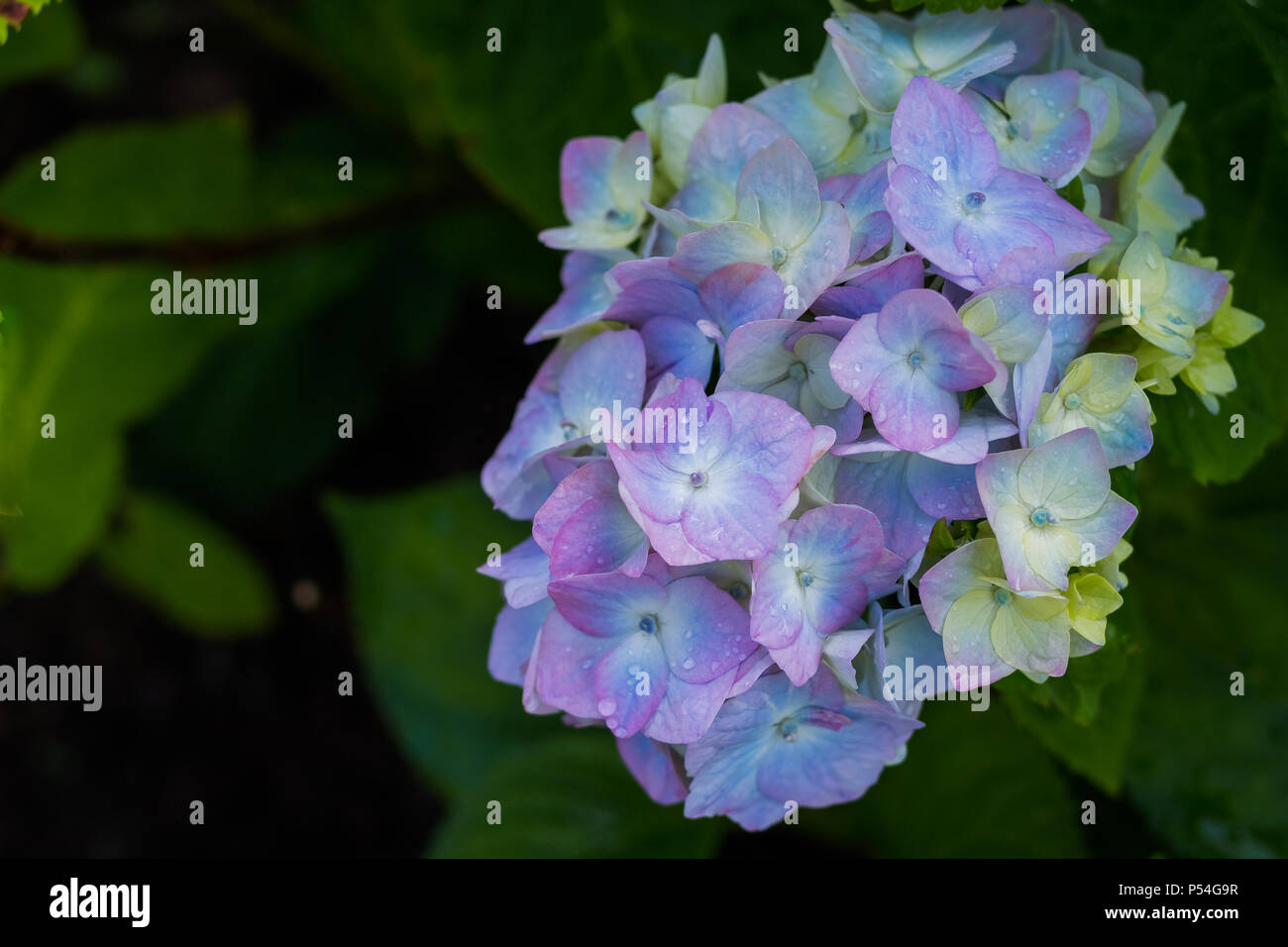 Hydrangea in the garden after the rain.Beautiful blue flowers in the ...