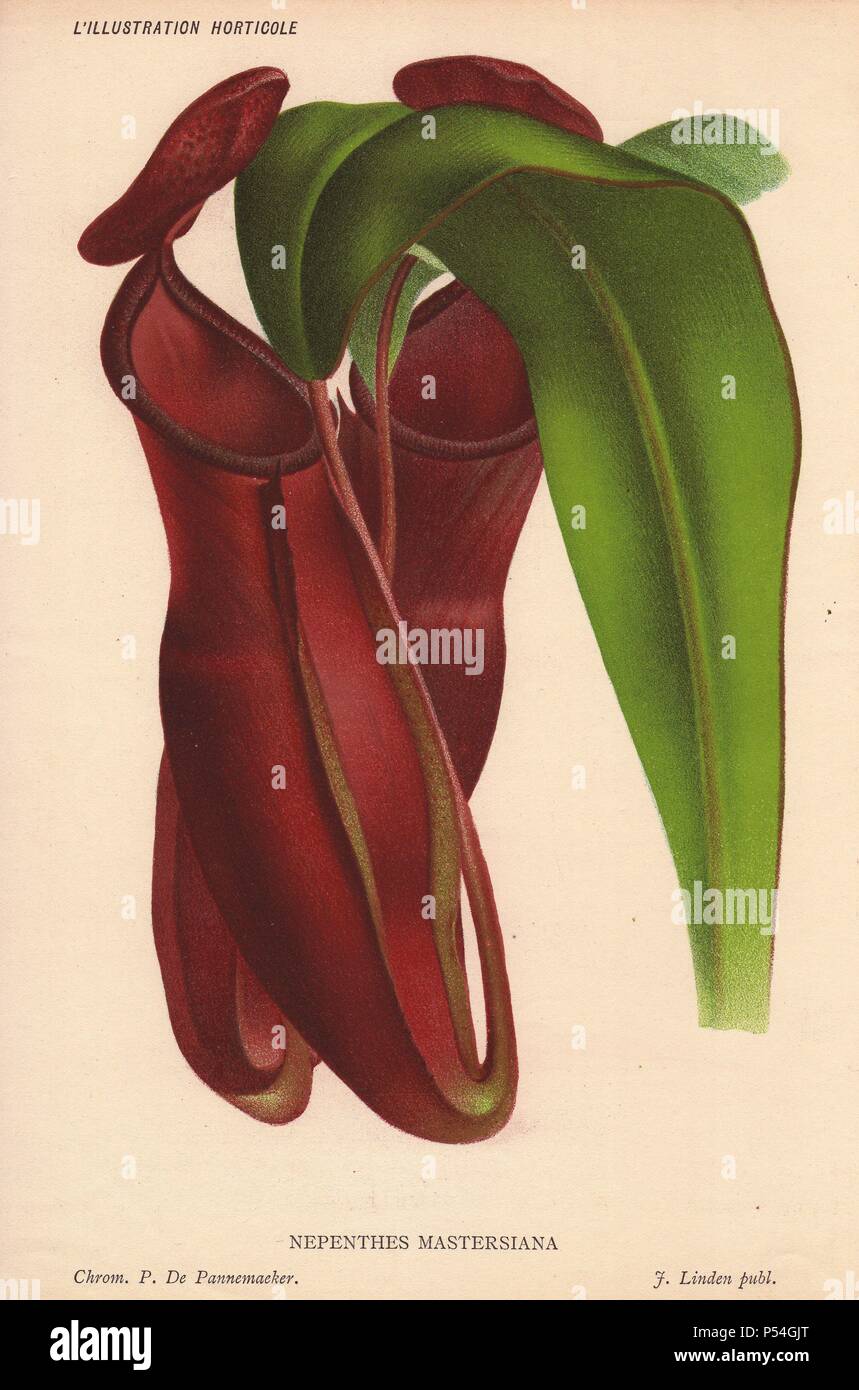 Hybrid pitcher plant, with mottled blood-red pitcher, raised by Dr ...