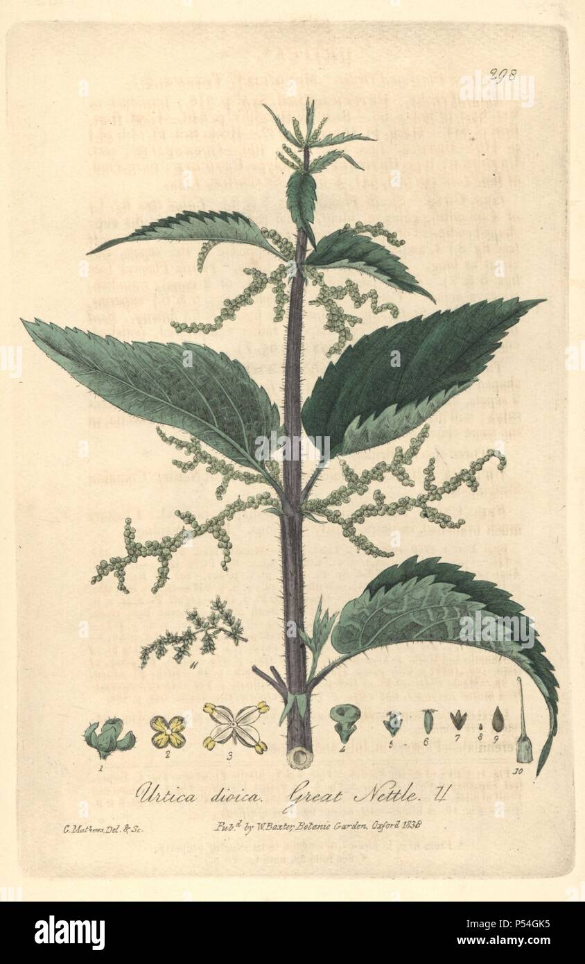 Stinging nettle botanical illustration hi-res stock photography and ...