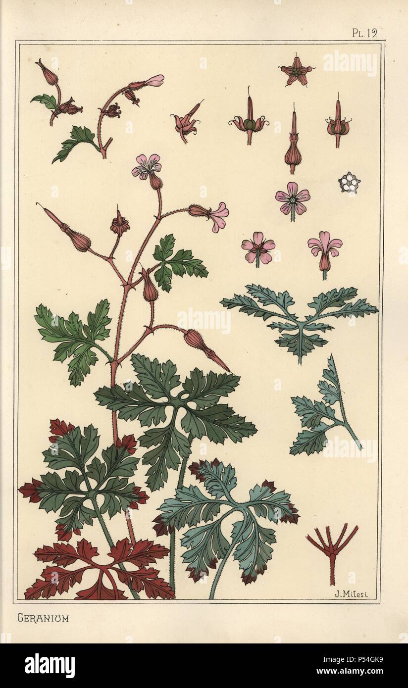 Botanical illustration of a geranium flower, petals, leaves. Lithograph ...