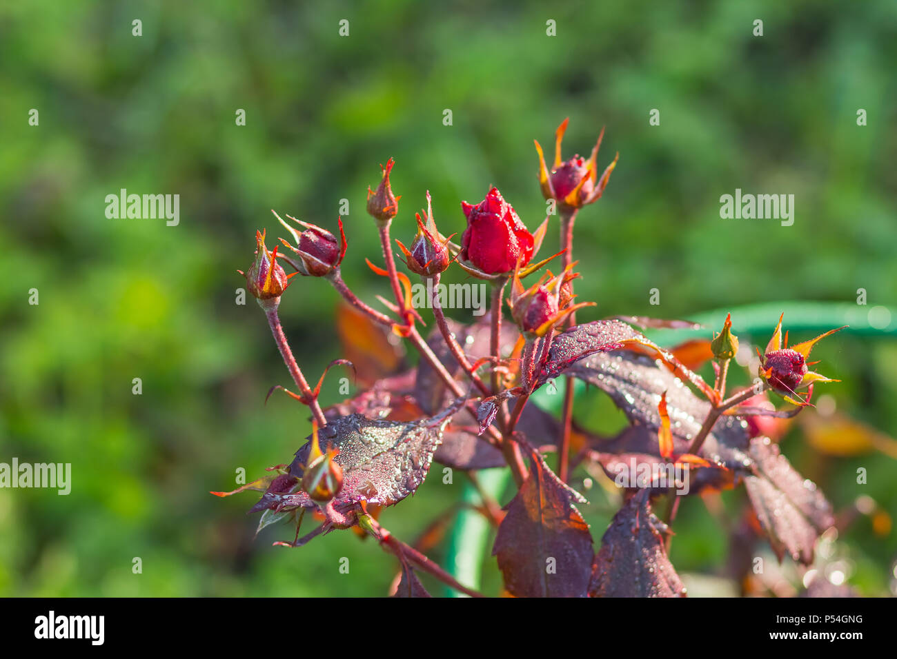 wild rose flower. red rose buds on nature background. Copy space.Red ...