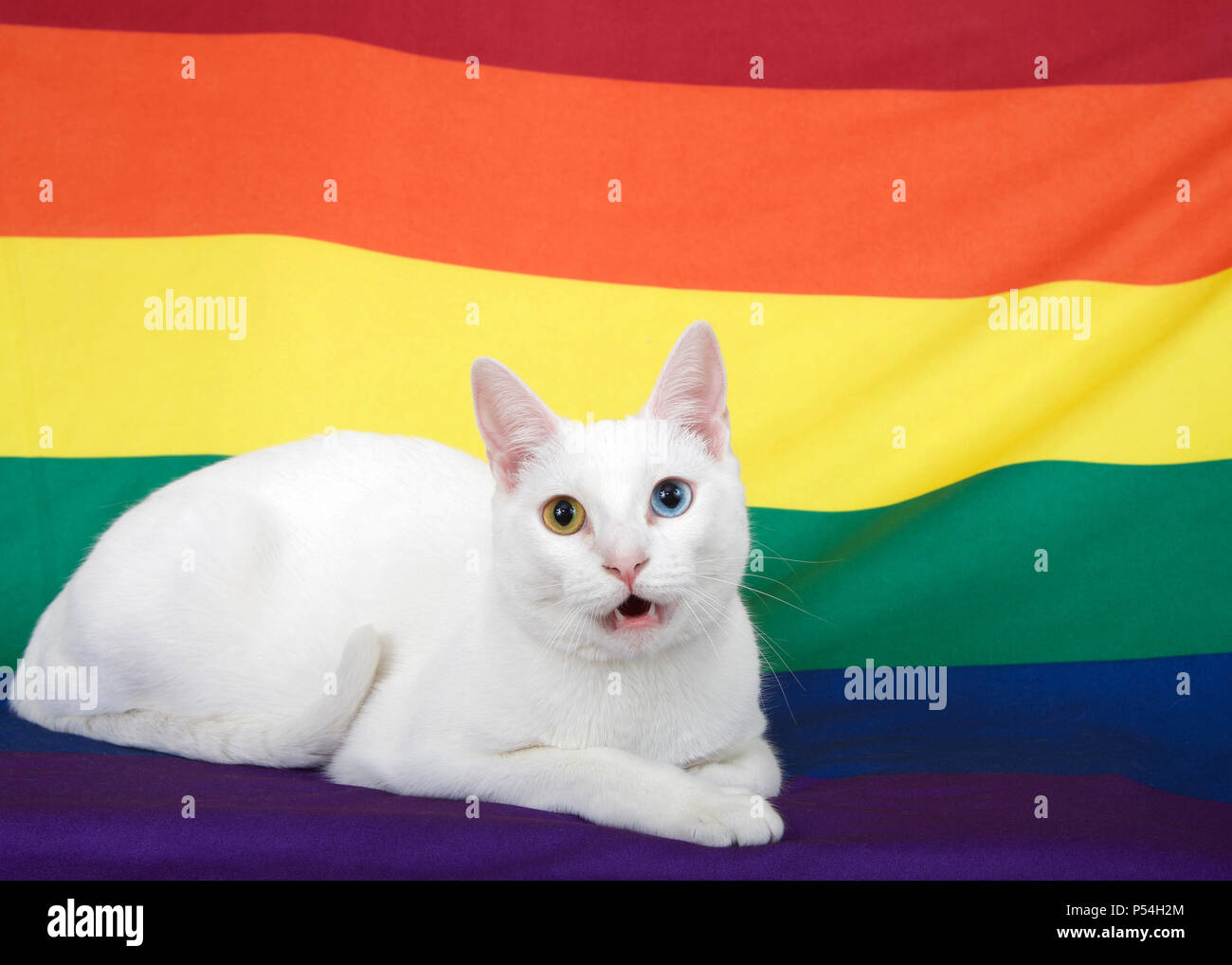 White short haired cat with heterochromia, odd-eyed, one blue one ...