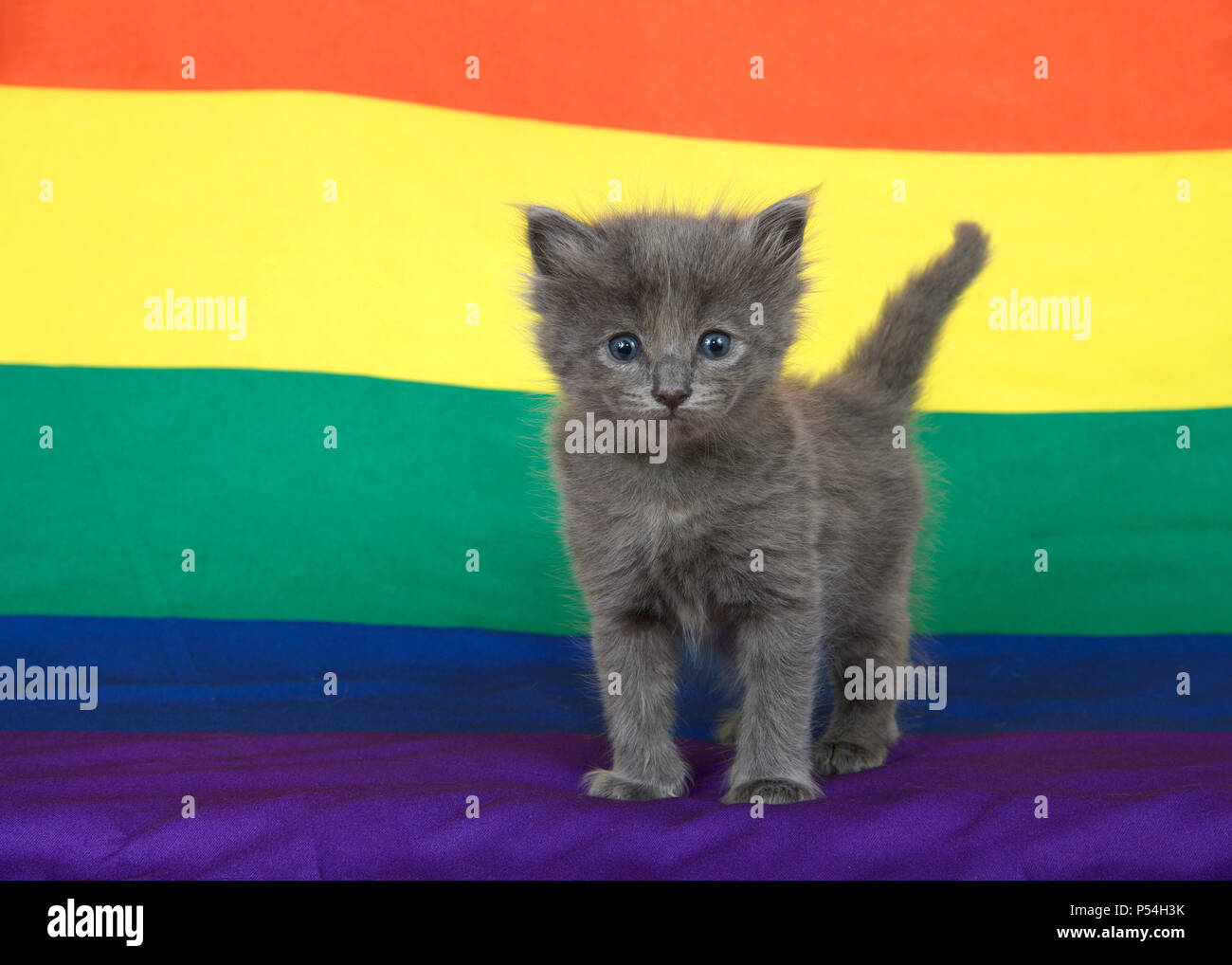 Small grey kitten with blue eyes standing on a Gay Pride flag with flag ...