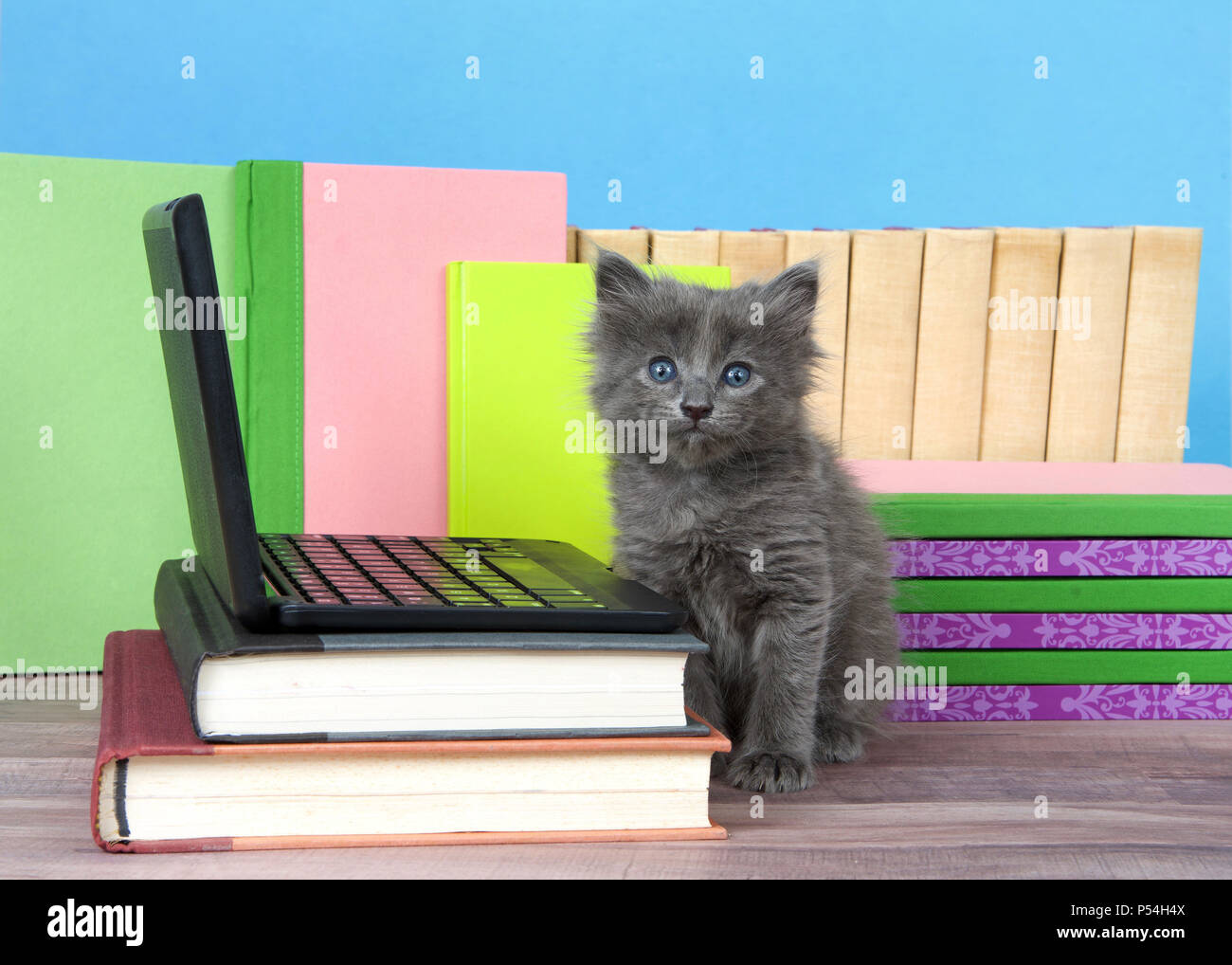 one fluffy cute small kitten sitting next to a miniature laptop ...