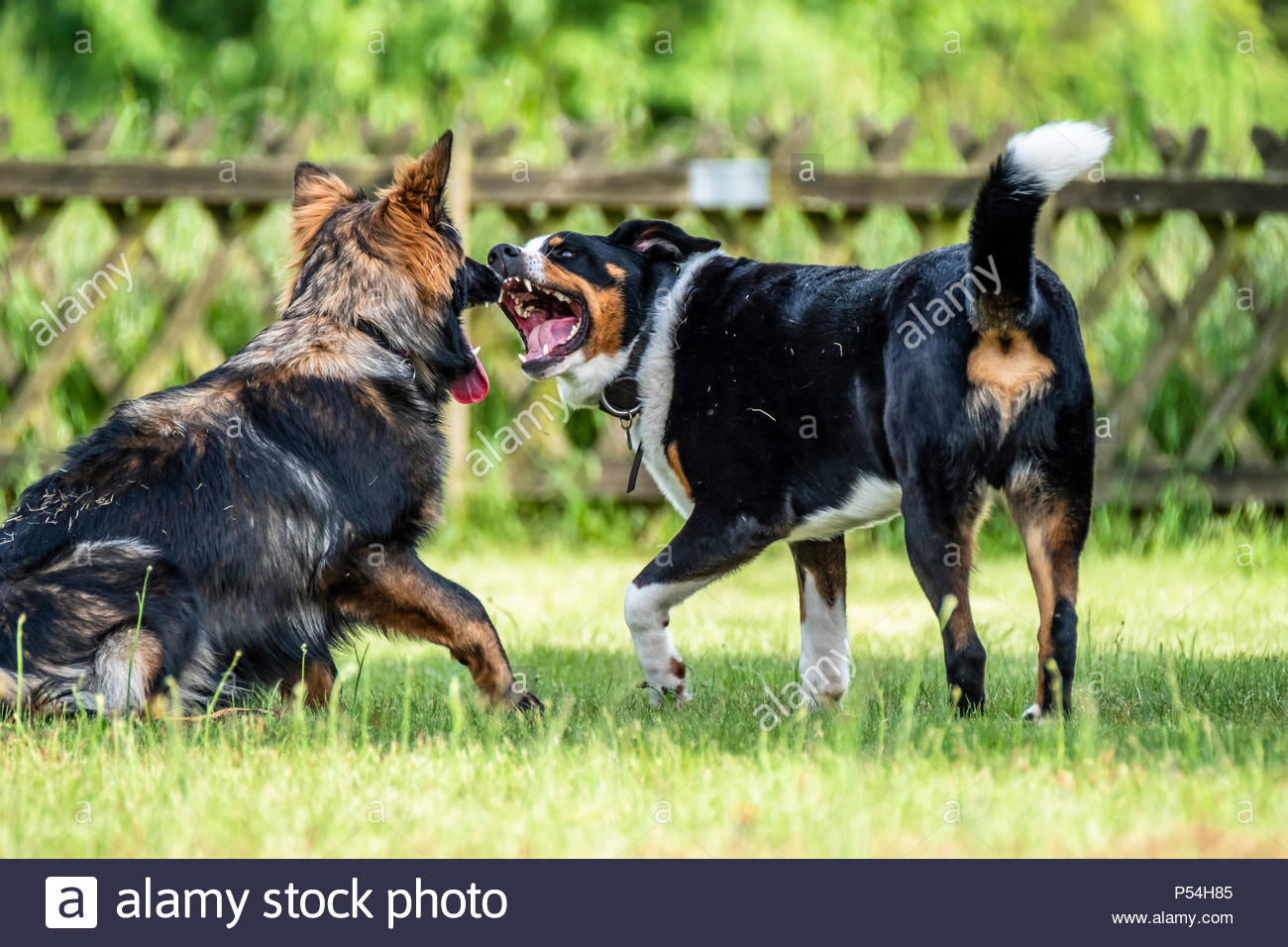 Savage Dog Stock Photos & Savage Dog Stock Images - Alamy